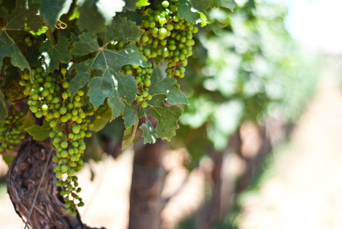 Late rainfall and July heatwaves 'did not work in favour' of local wine ...
